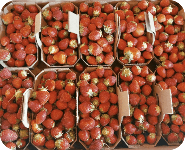 Fraises - Plantations Stephan Perreault